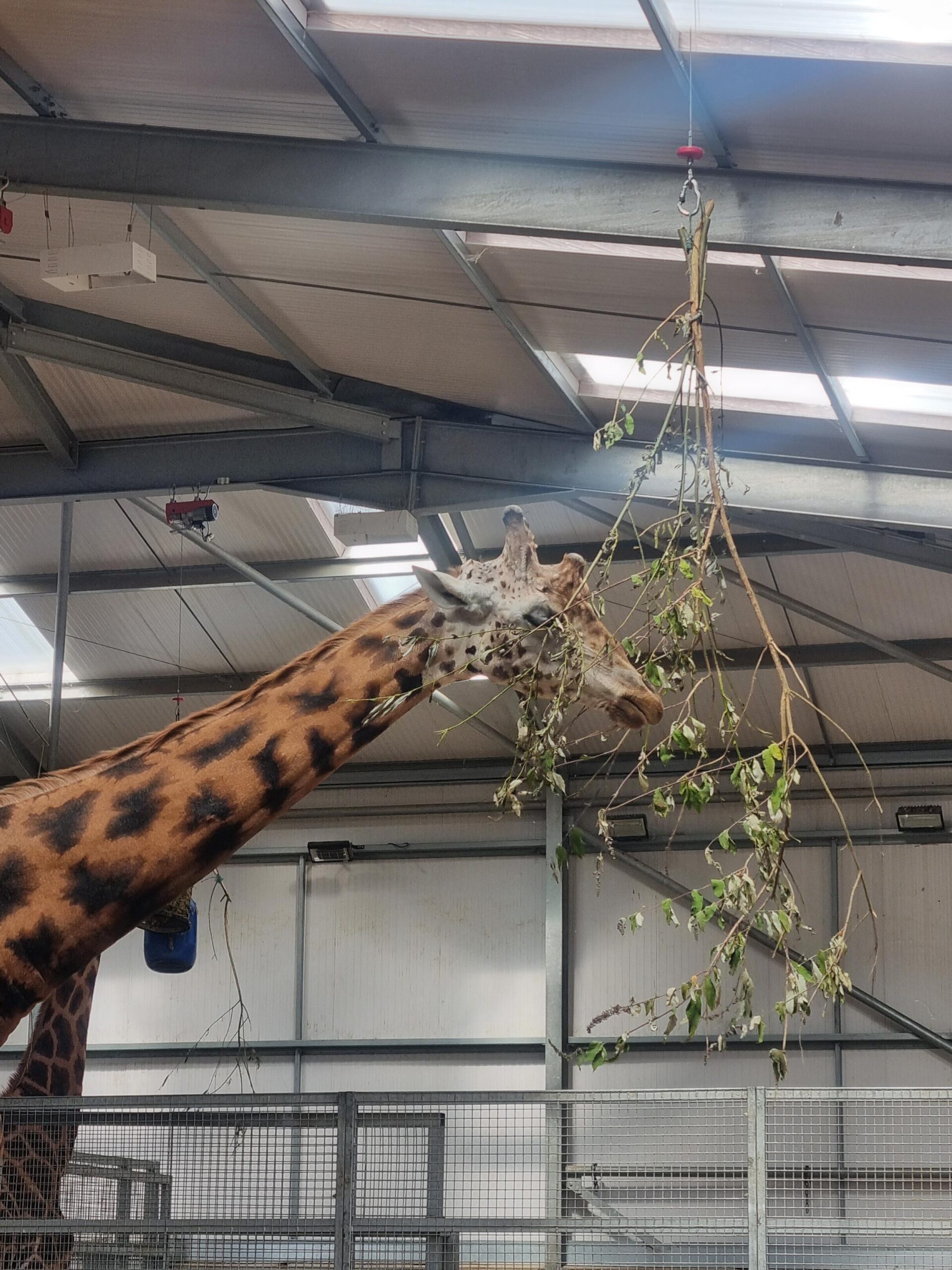 Year 8 Science of Animals - Etone College